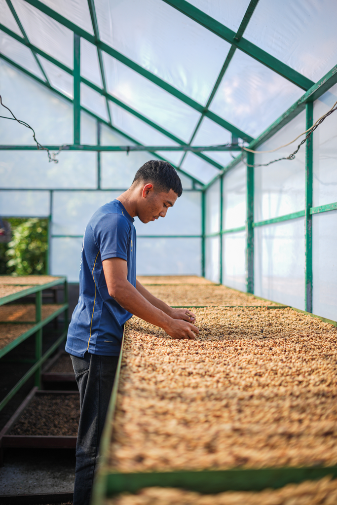 Bali Bean Journey – Tur Peternakan Kopi Jelajahi Hati Kopi di Kintaman ...